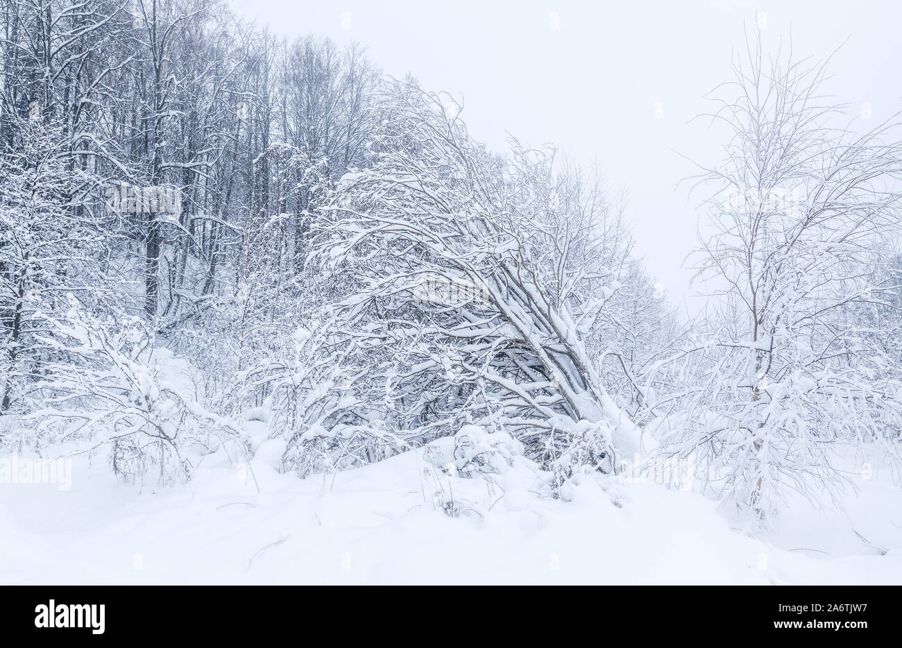 White winter landscape with snowy trees. Natural background photo Stock ...
