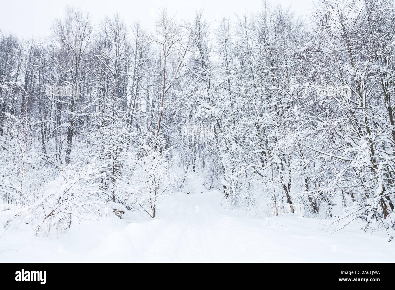Empty rural winter road goes throw a snowy forest, natural landscape ...