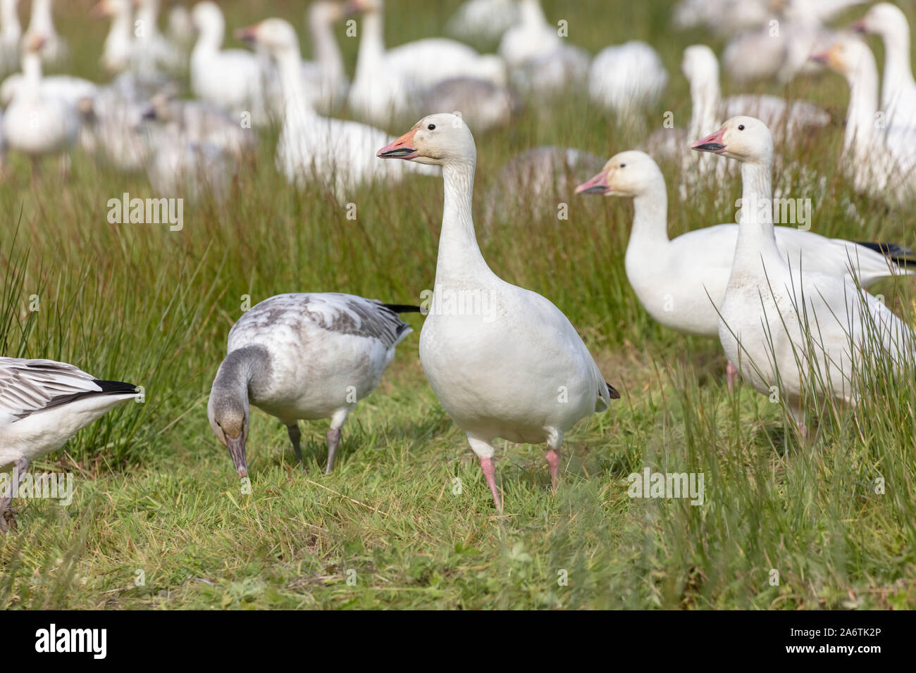 White Snow Goose at Richmond British Columbia Canada Stock Photo - Alamy