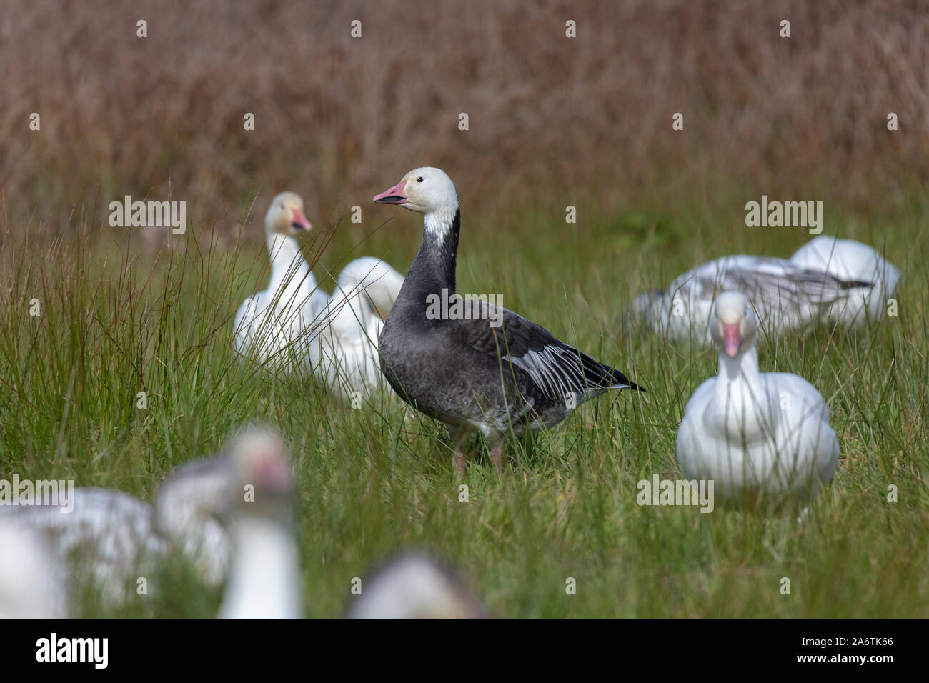 Snow Goose (blue-morph) at Richmond British Columbia Canada Stock Photo ...