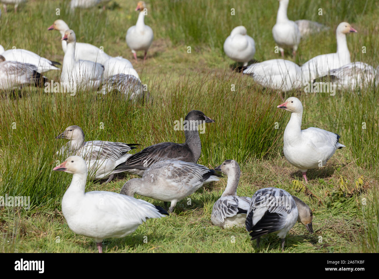 juvenile Snow Goose (blue-morph) at Richmond British Columbia Canada ...