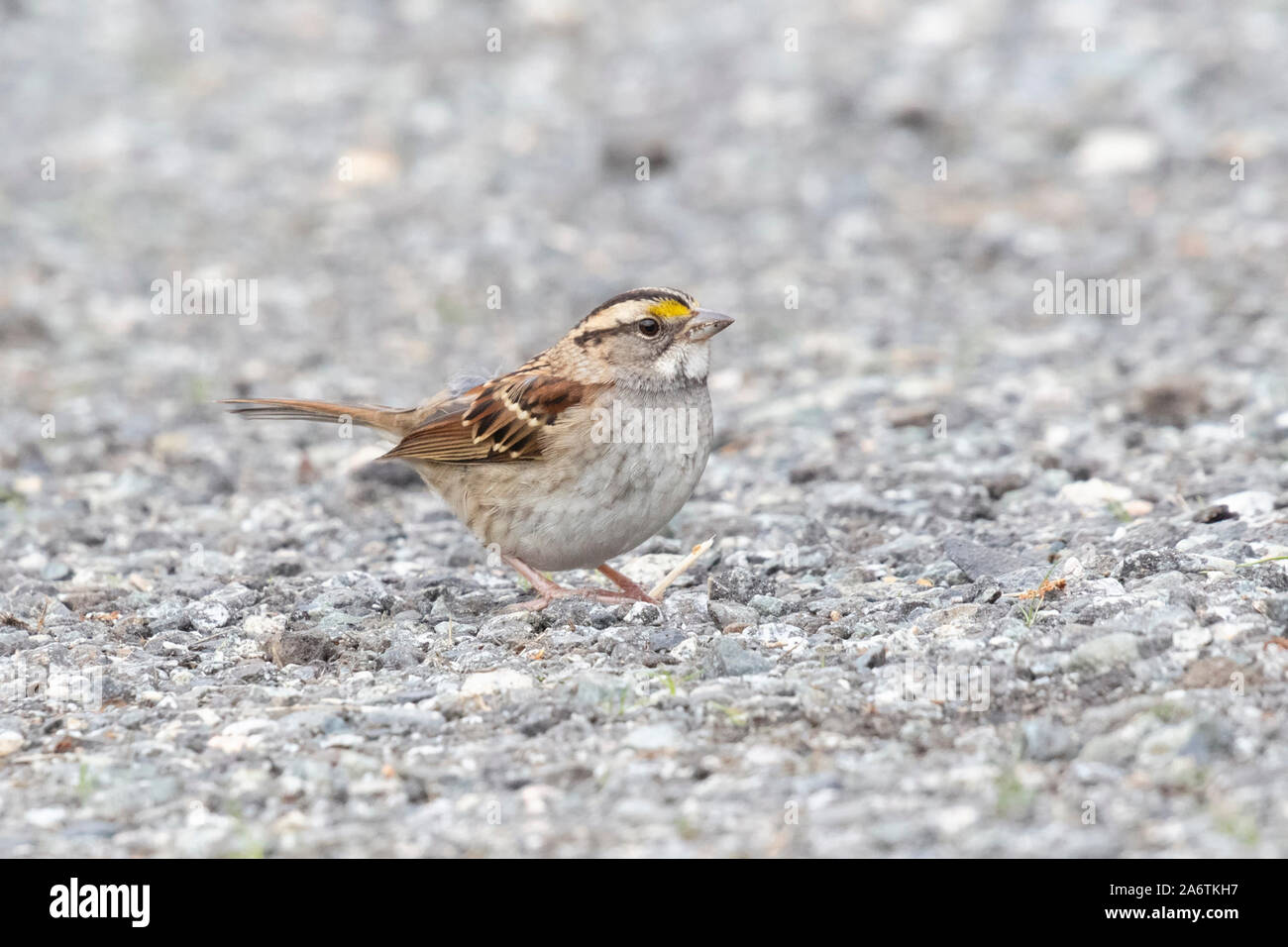 British sparrow hi-res stock photography and images - Alamy