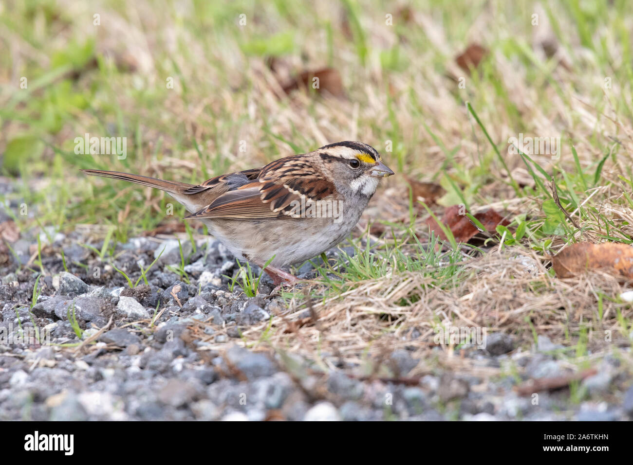 British sparrow hi-res stock photography and images - Alamy