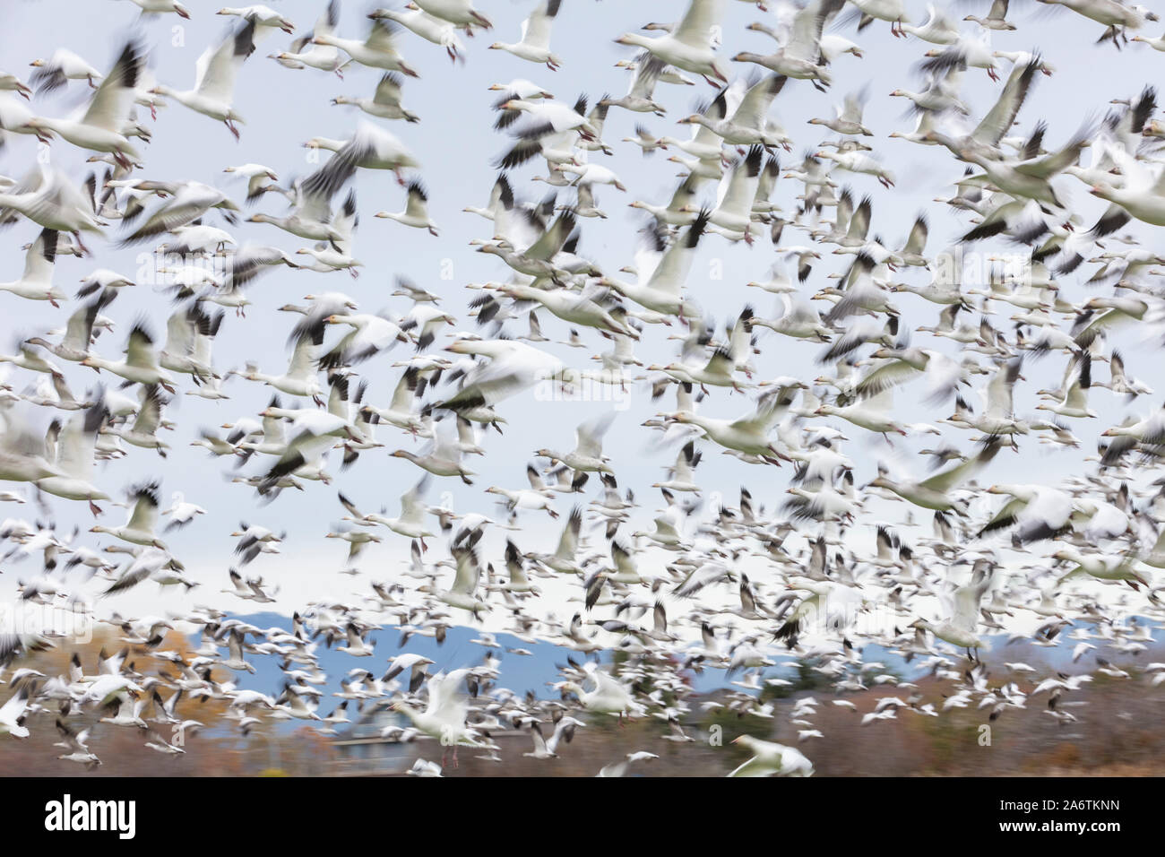 Flying Snow Geese with motion blur for background Stock Photo - Alamy