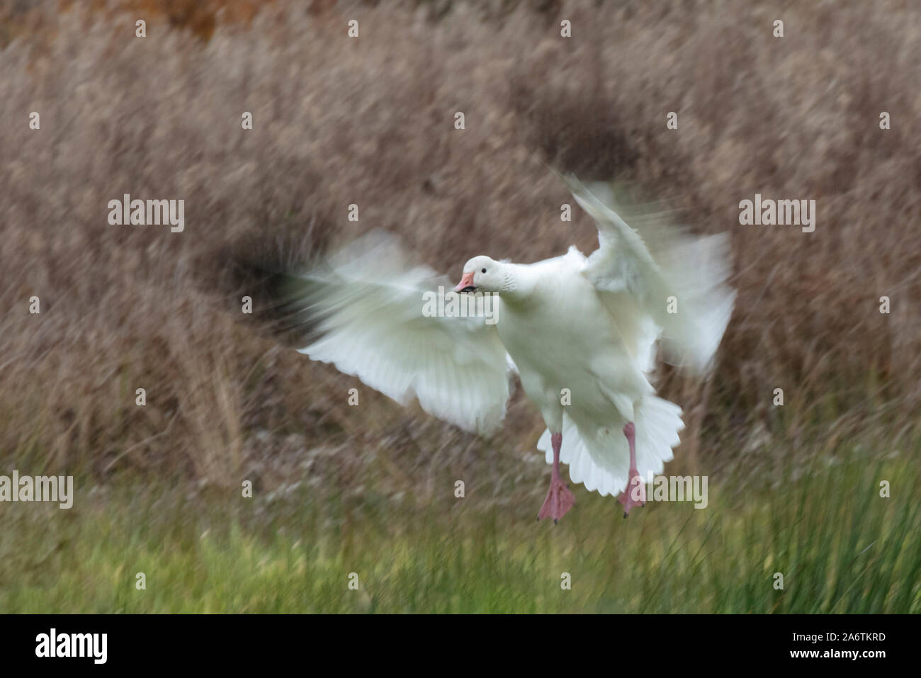 Flying Snow Geese with motion blur close up Stock Photo - Alamy