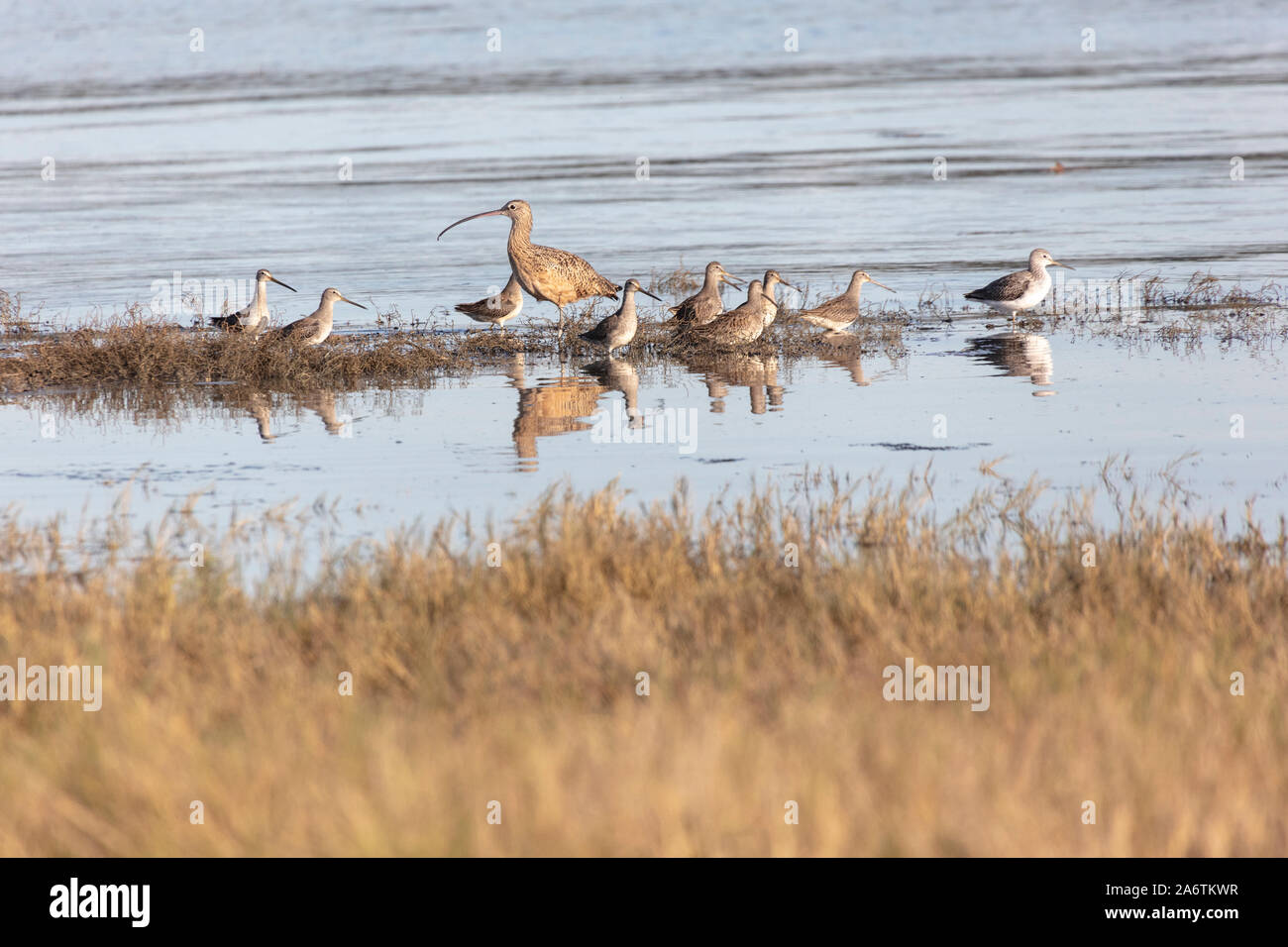 Long-billed Curlew, Long-billed Dowitcher, Greater Yellowlegs at South ...
