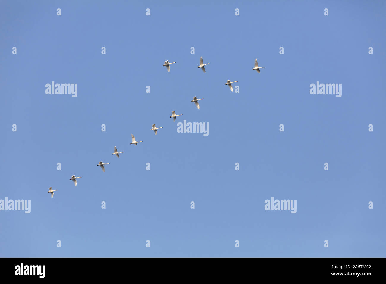 Birds flying v formation hi-res stock photography and images - Alamy