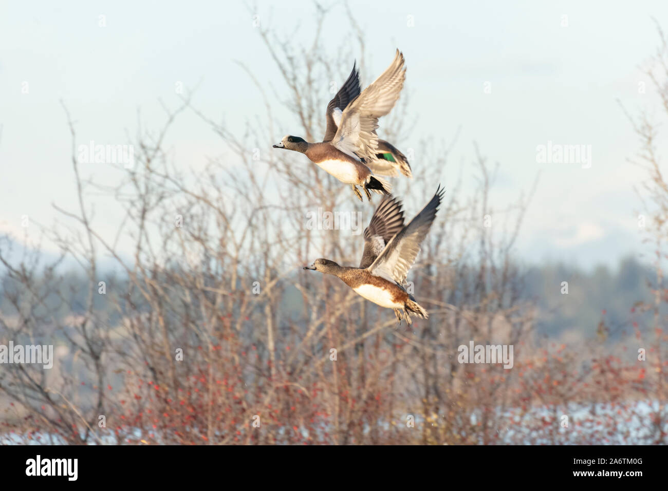 flying american wigeon duck close up shot Stock Photo - Alamy