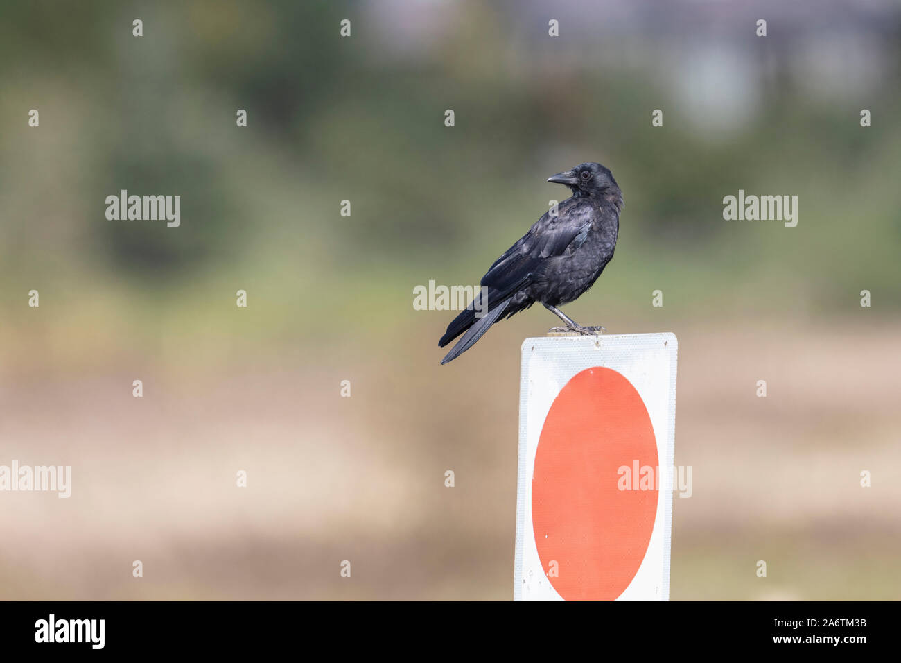 northwestern crow standing on top of a sign Stock Photo - Alamy