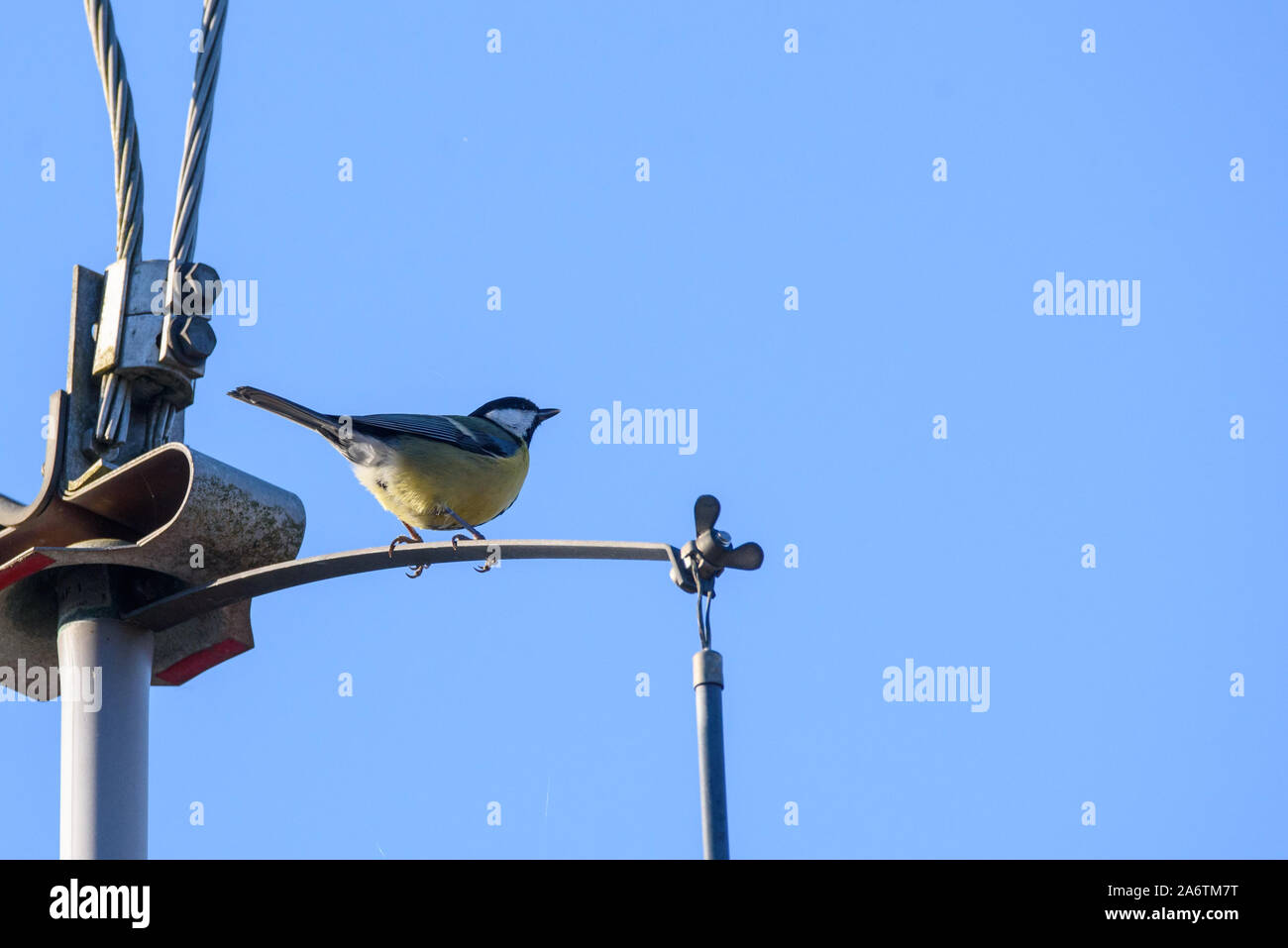 Great tit bird (Parus major) sitting on electrical cord. Spring season ...