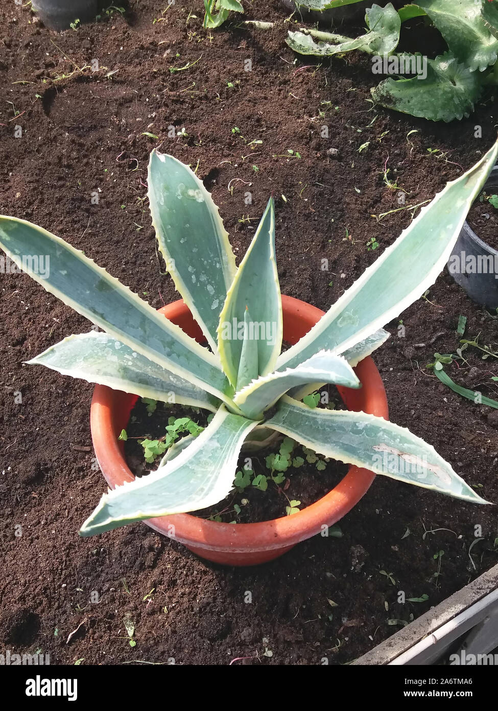 Agave plant in a ceramic pot on the ground in the tent. Top view Stock ...
