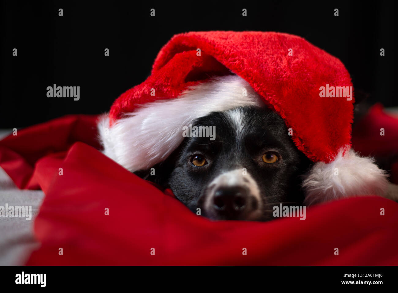 A funny border collie puppy lying down between the red and white sheets ...