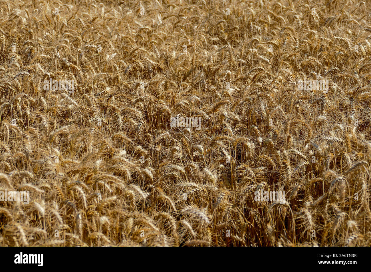 Harvest of wheat Texture of wheat background picture Stock Photo - Alamy