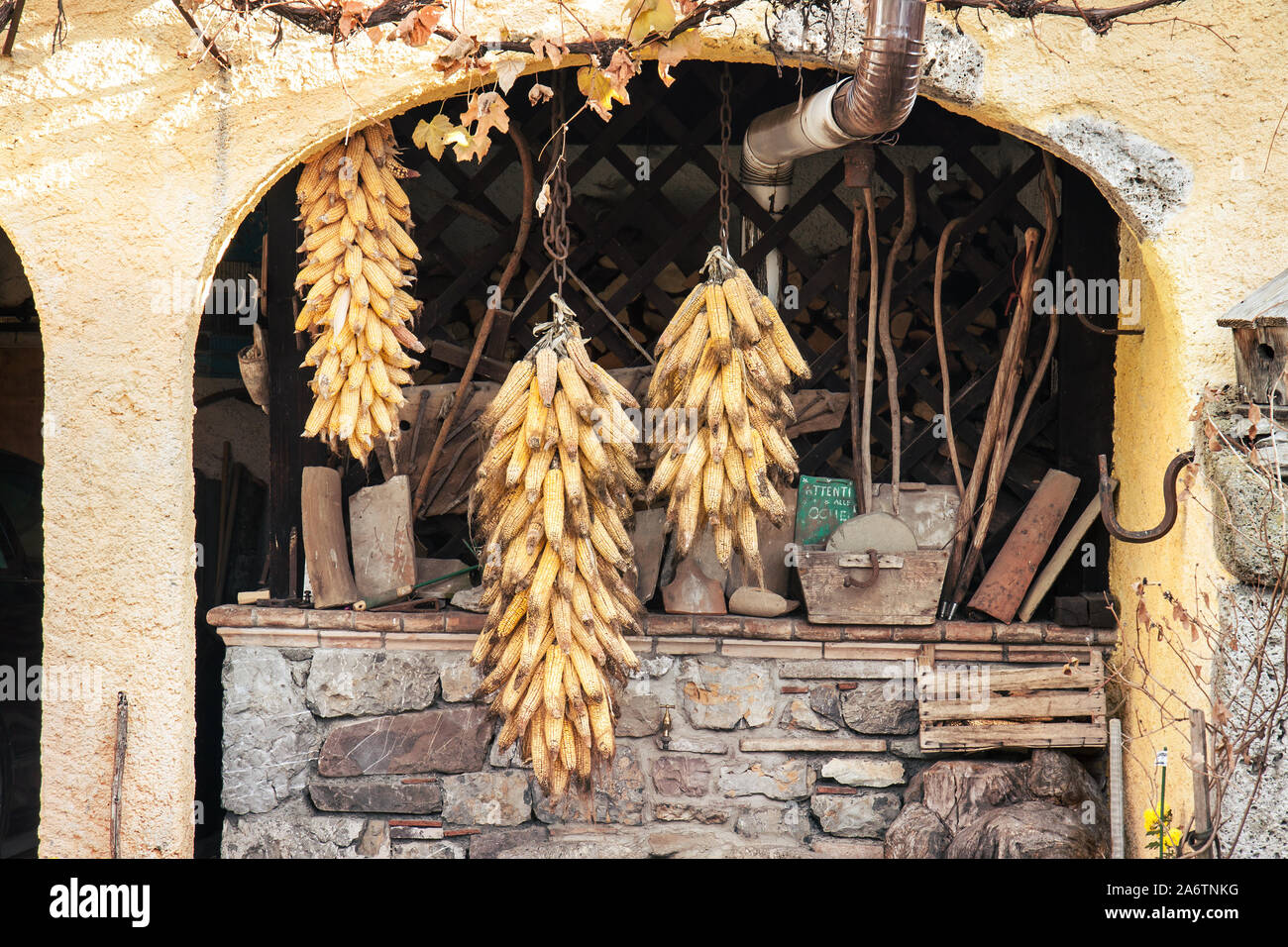 dry cobs in a rustic farm, horizontal picture of a pile of corn Stock ...