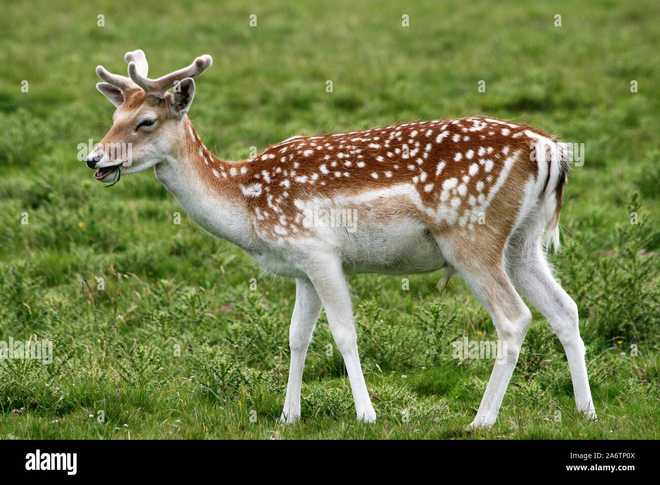 Juvenile buck male fallow deer hi-res stock photography and images - Alamy