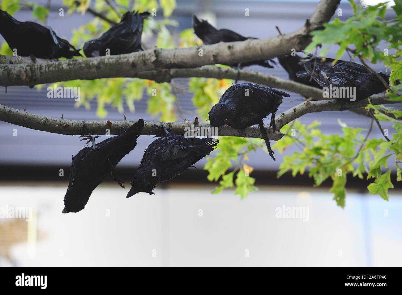 A murder of crows for halloween Stock Photo - Alamy