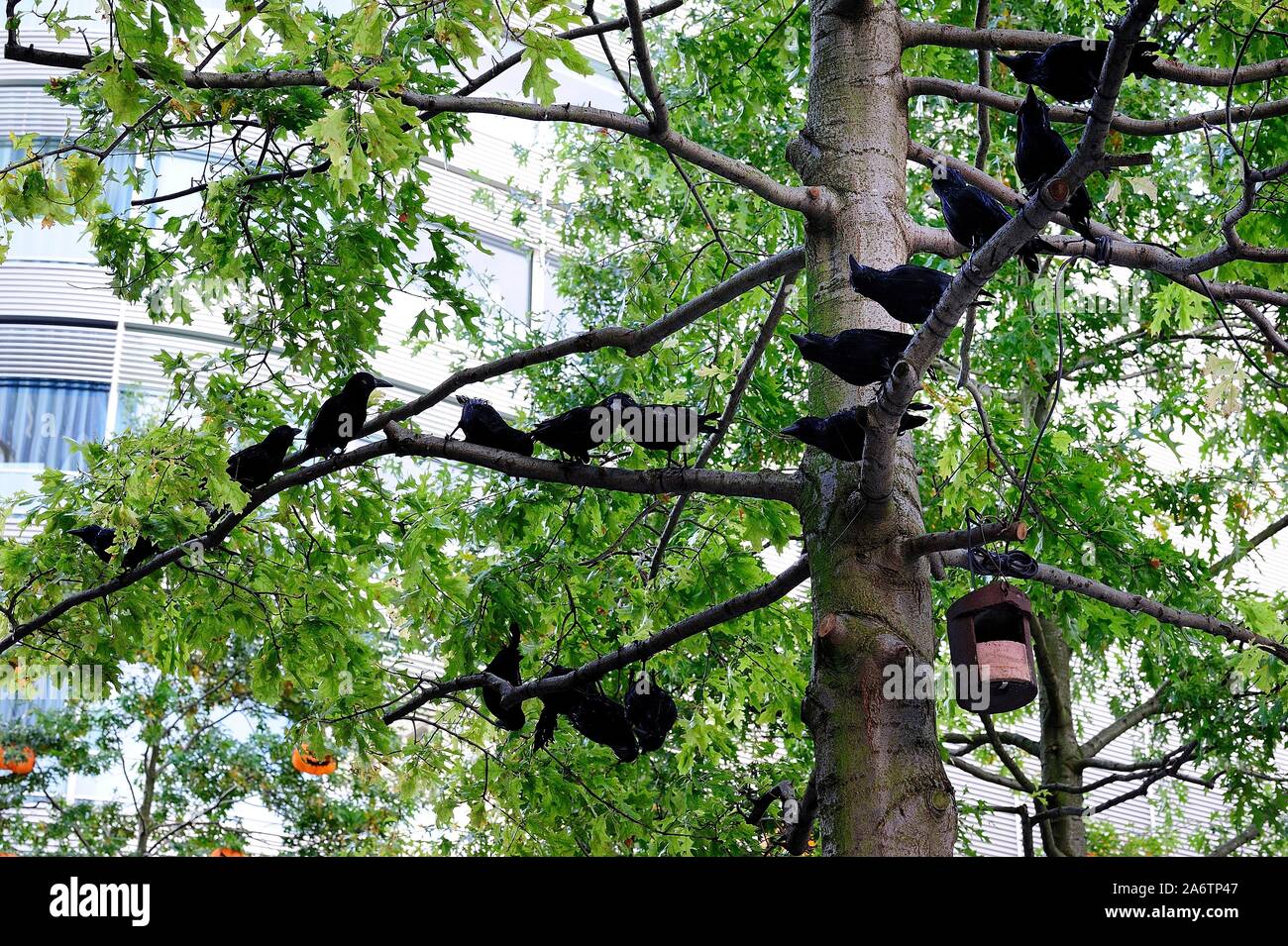 A murder of crows for halloween Stock Photo - Alamy