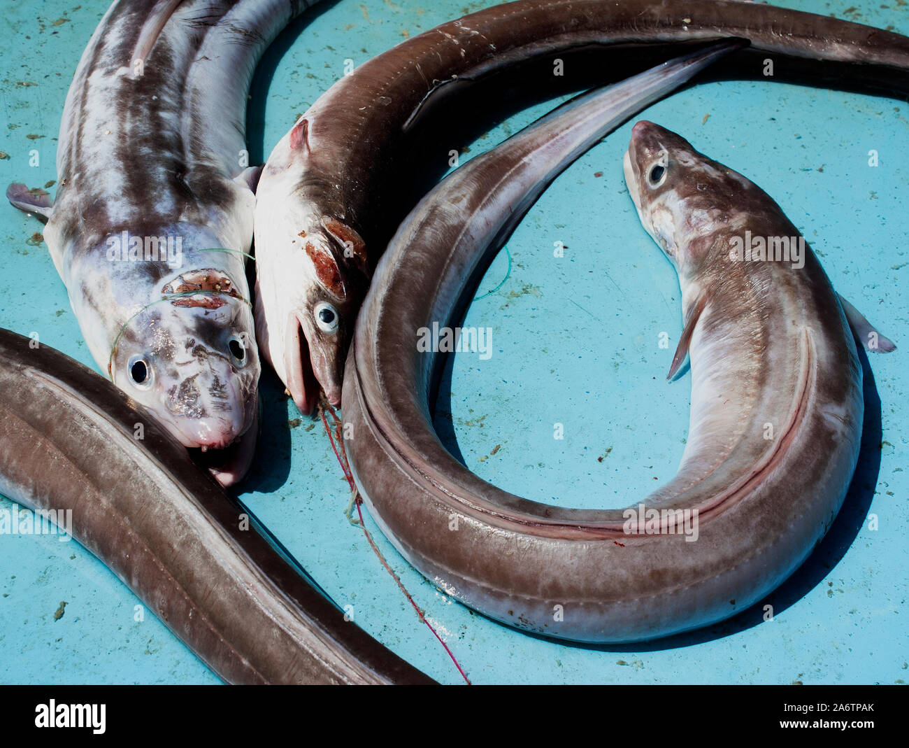 Eels for sale at the open air fish market at the Old Port, Marseille ...