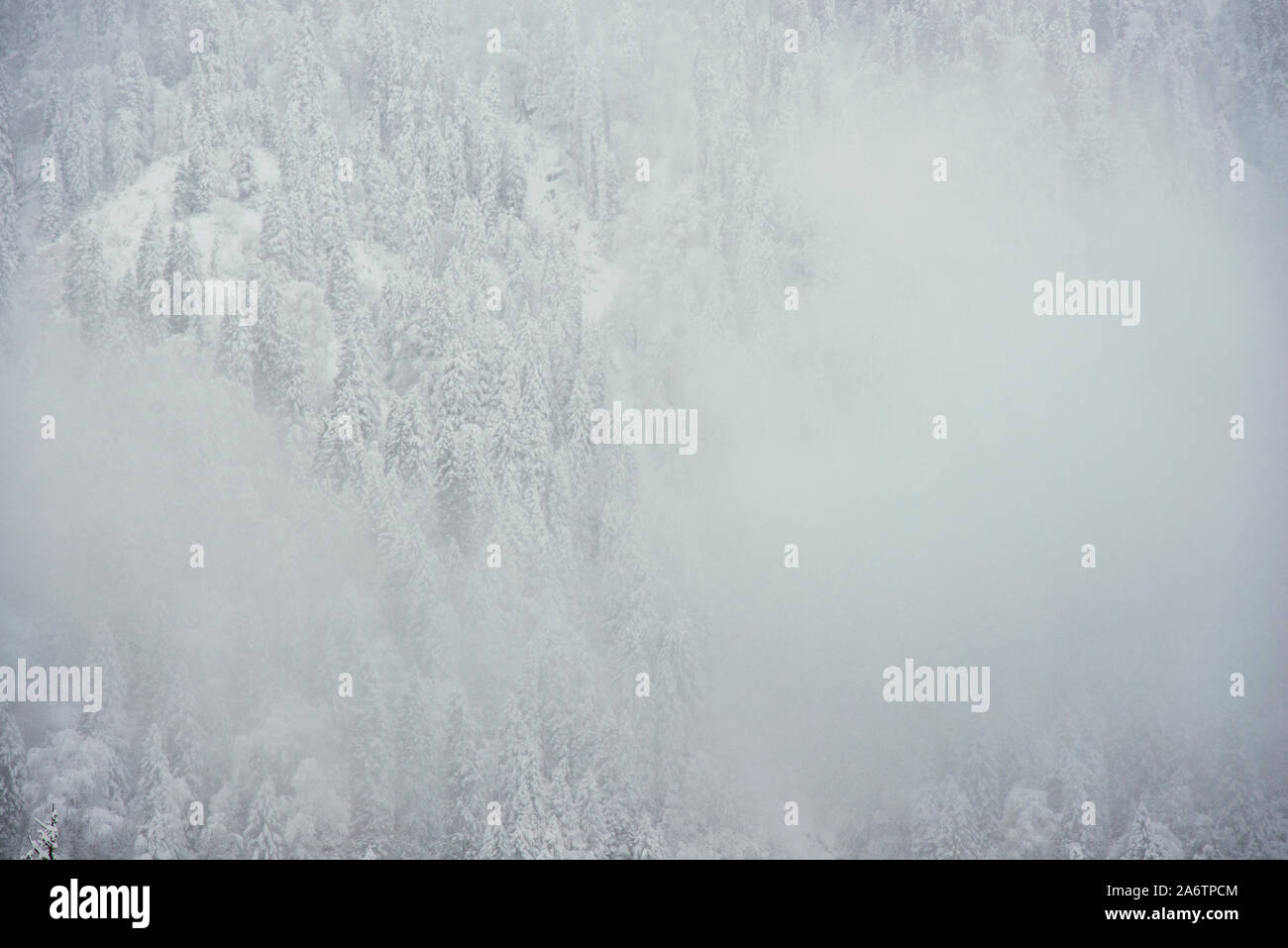 Landscape view of snowy hills with pine trees Stock Photo - Alamy