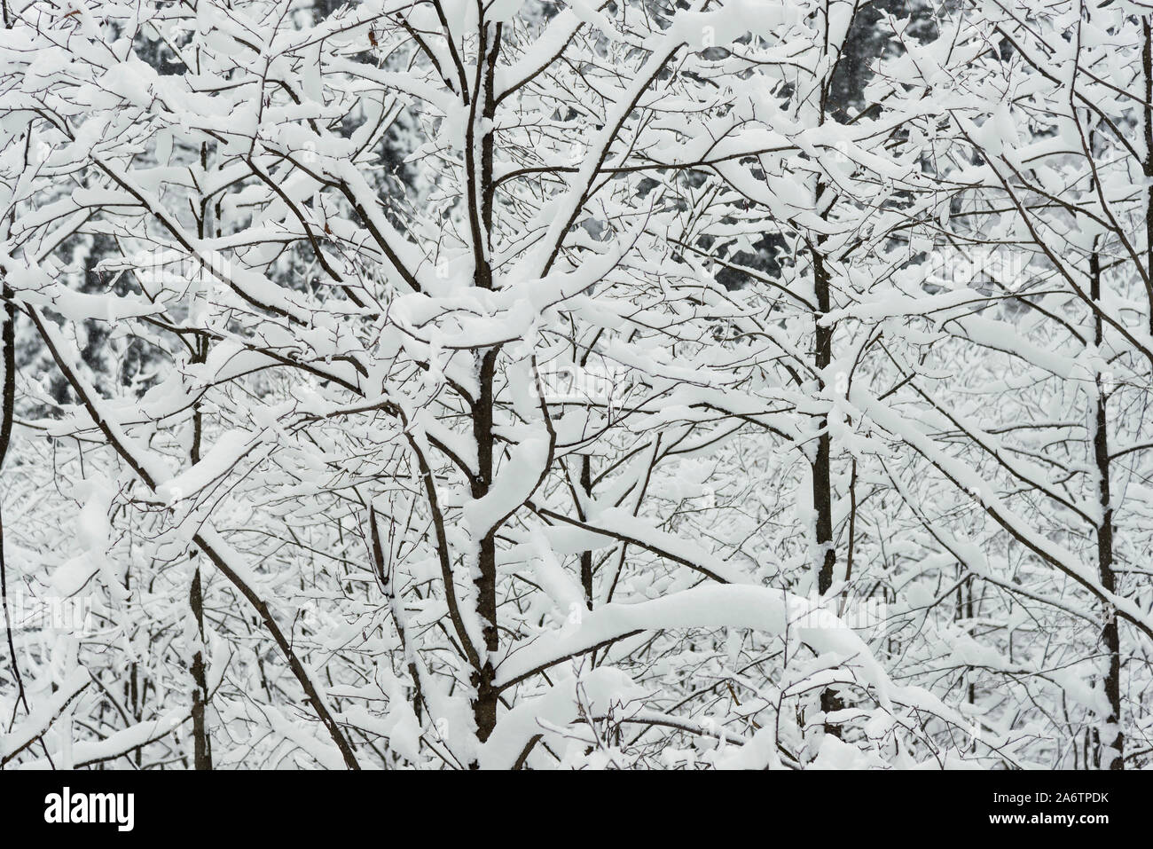 Leafles trees under heavy storm Stock Photo - Alamy