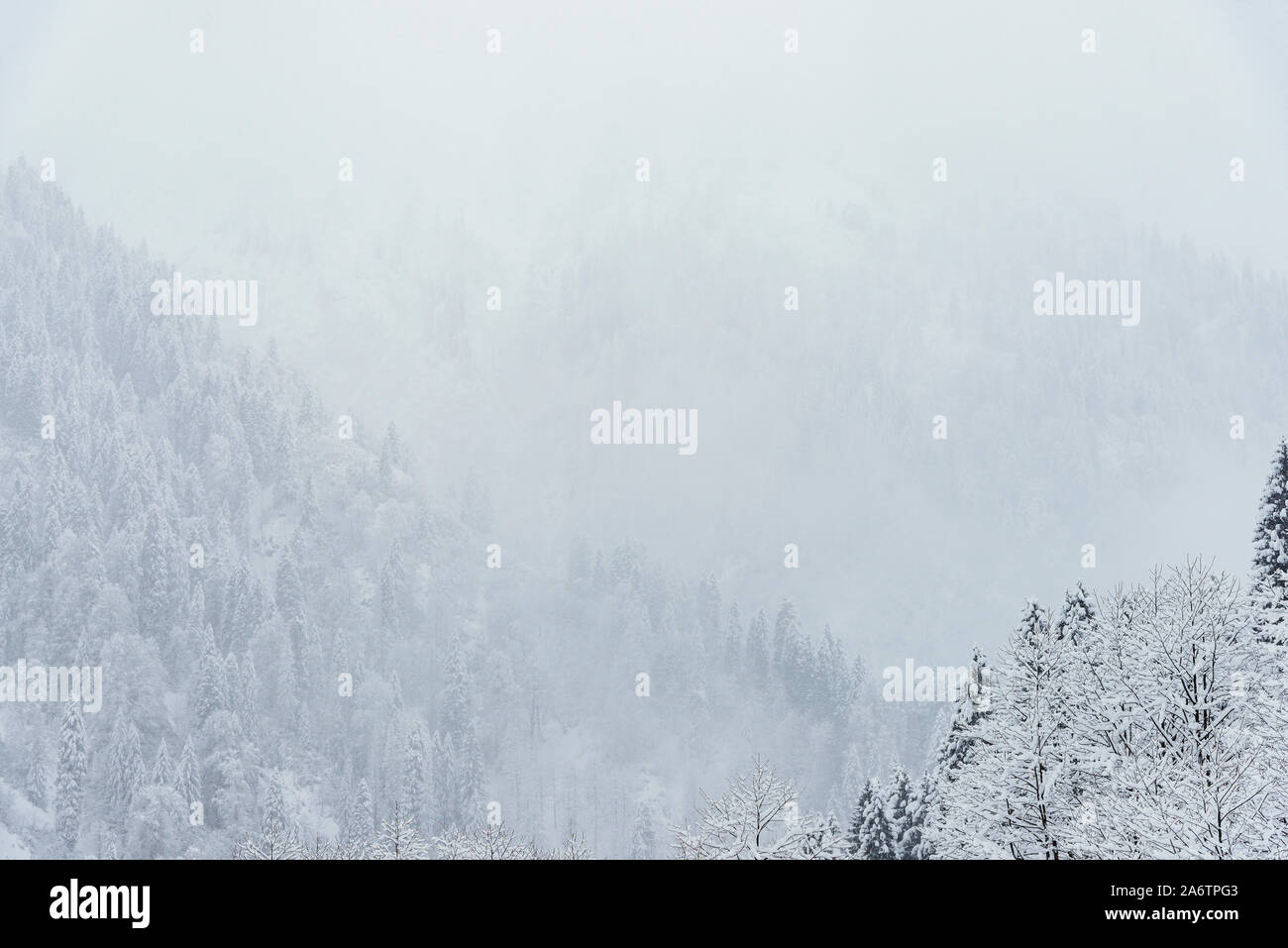 Landscape view of snowy hills with pine trees Stock Photo - Alamy