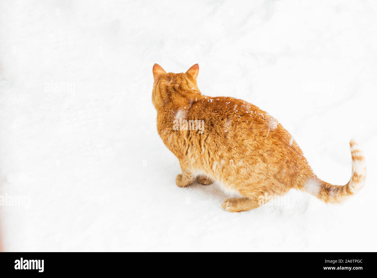 Yellow cat on snow behind its head Stock Photo - Alamy