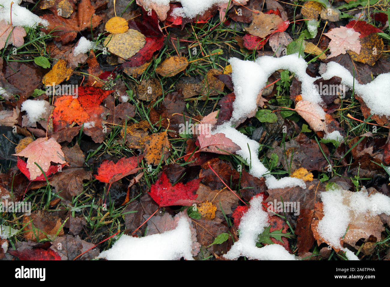 Early fall leaves hi-res stock photography and images - Alamy