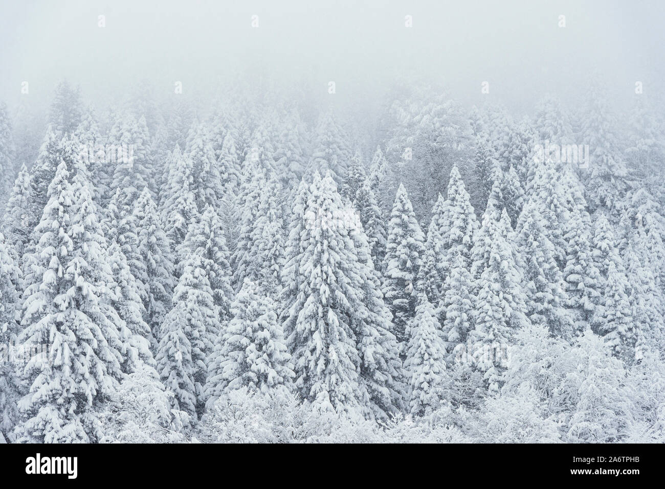 Landscape view of snowy hills with pine trees Stock Photo - Alamy