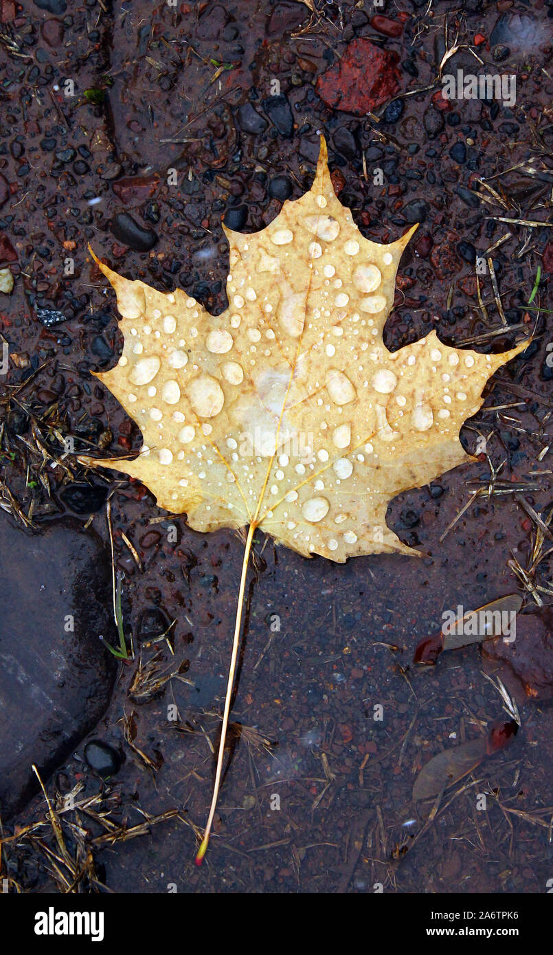 Early fall leaves hi-res stock photography and images - Alamy