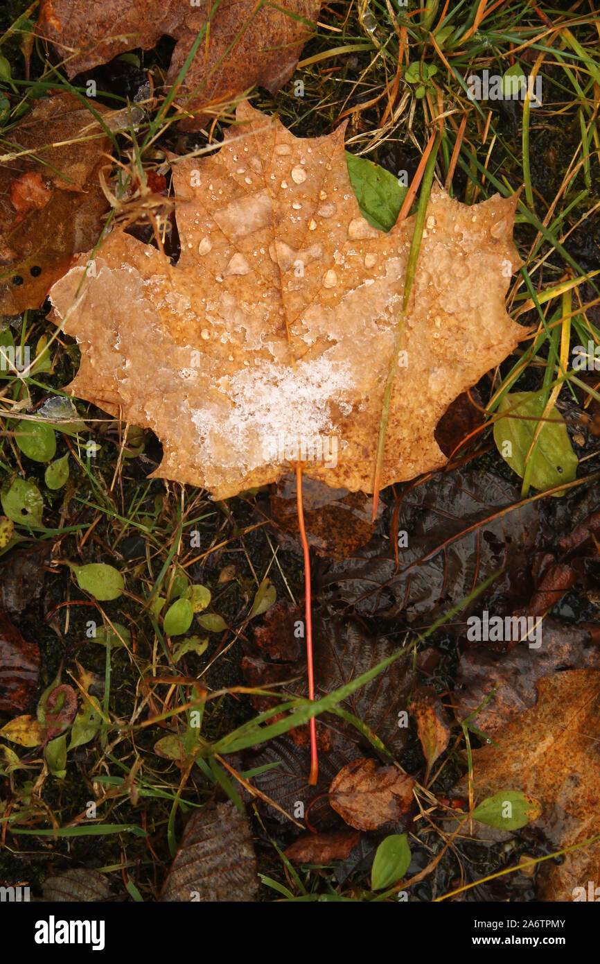 Early fall leaves hi-res stock photography and images - Alamy