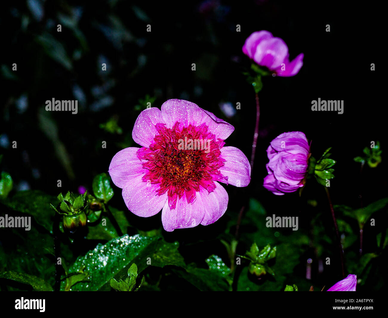 Dahlia "Blue Bayou" taken with flash, enhanced with rain drops Stock ...