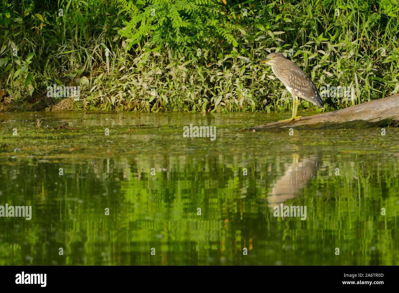 Photo of Eurasian Bittern Great bittern wild bird Stock Photo - Alamy