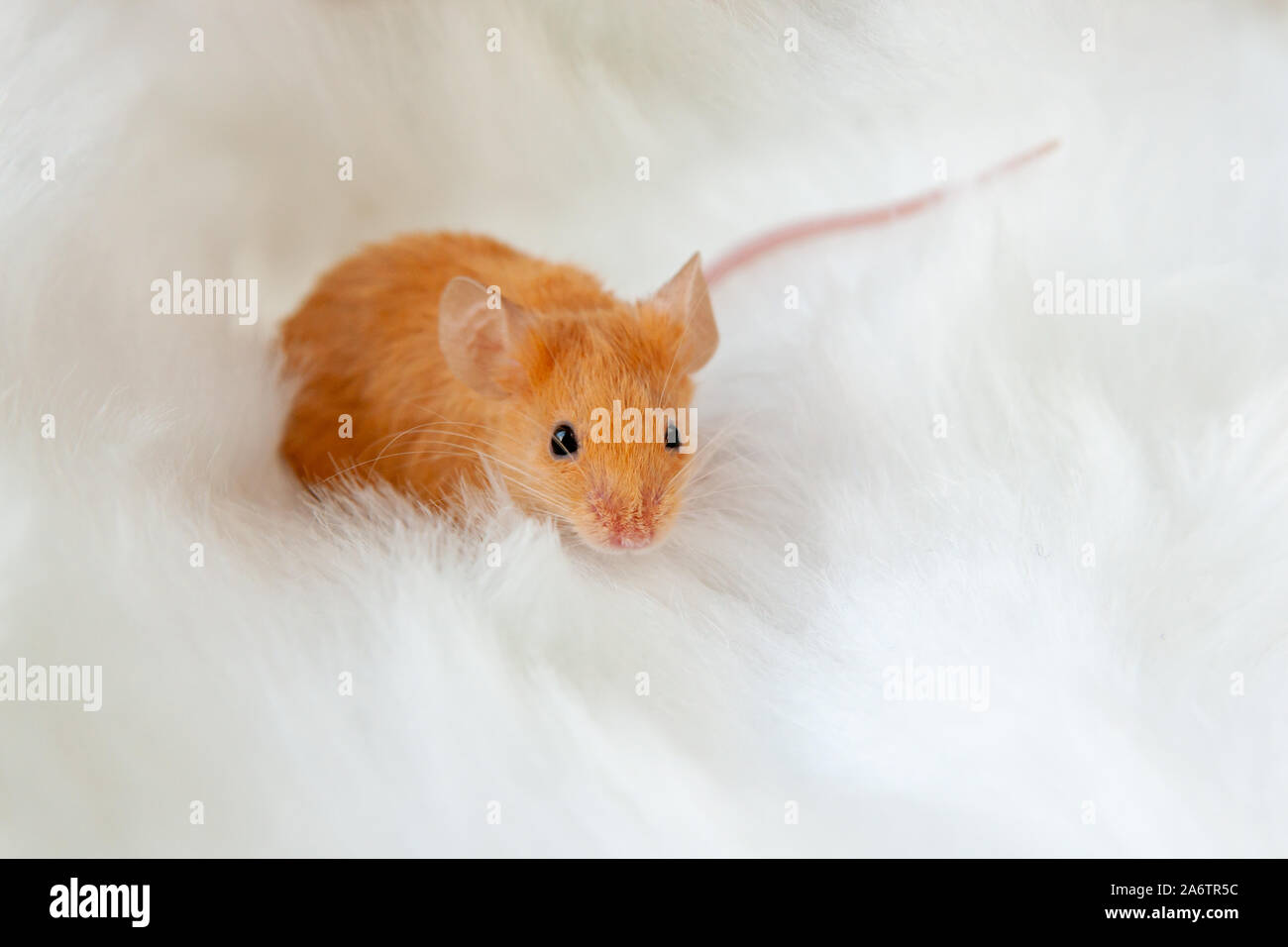 Little cute mouse on a light background Stock Photo - Alamy