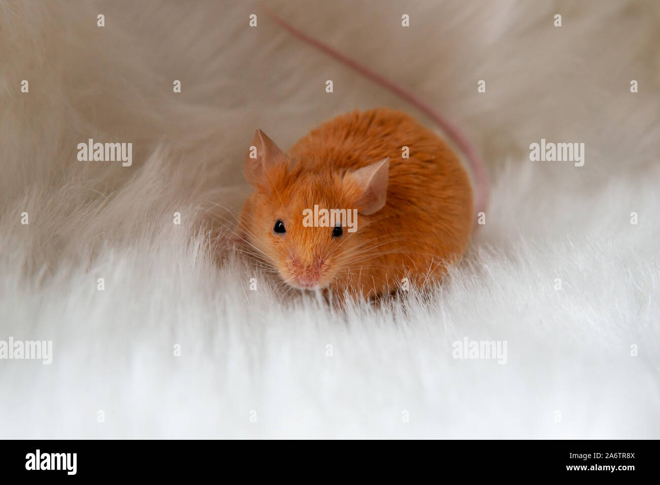 Little cute mouse on a light background Stock Photo - Alamy
