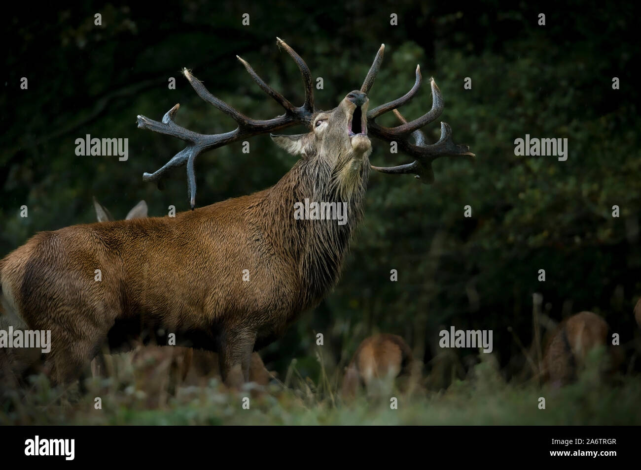 Roe doe deer uk autumn hi-res stock photography and images - Alamy