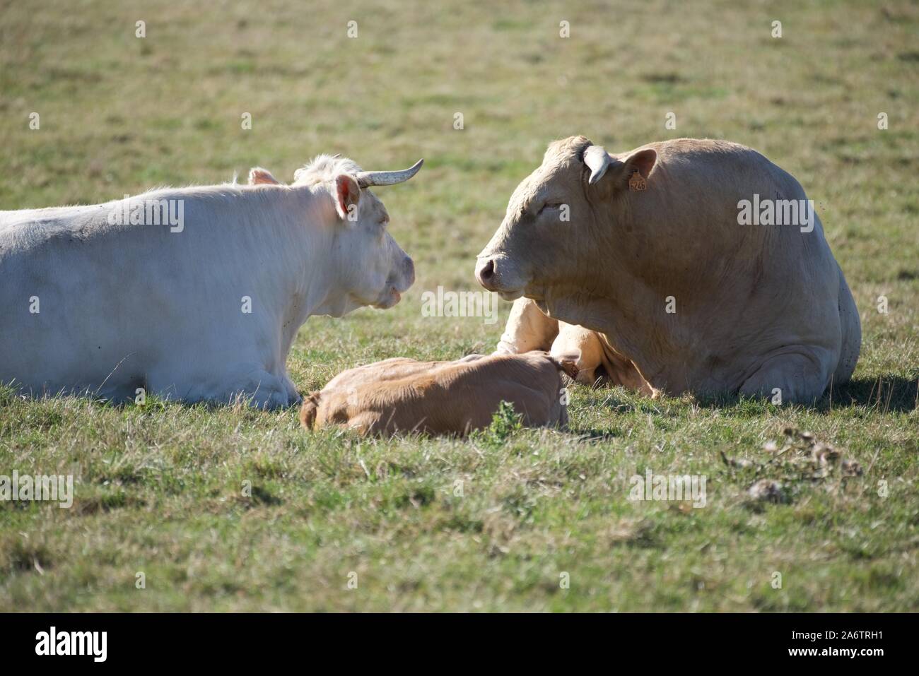 Bovine family unit hi-res stock photography and images - Alamy