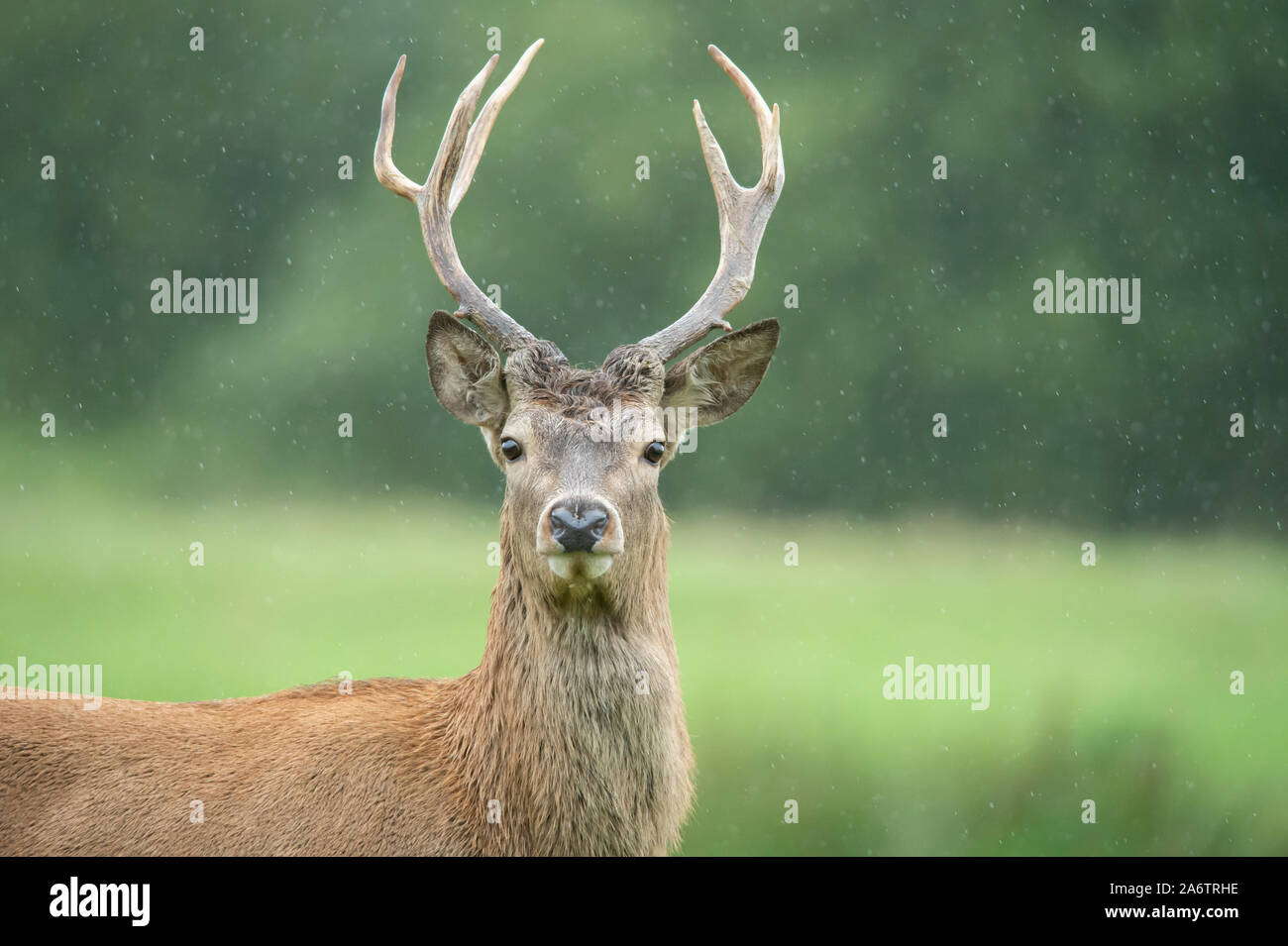 Red Deer Buck Stock Photo - Alamy