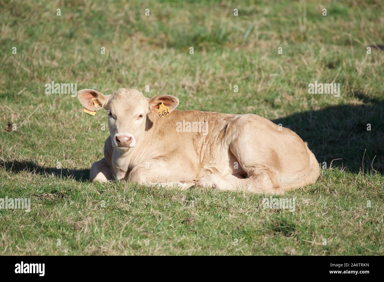 Calf sun shade hi-res stock photography and images - Alamy