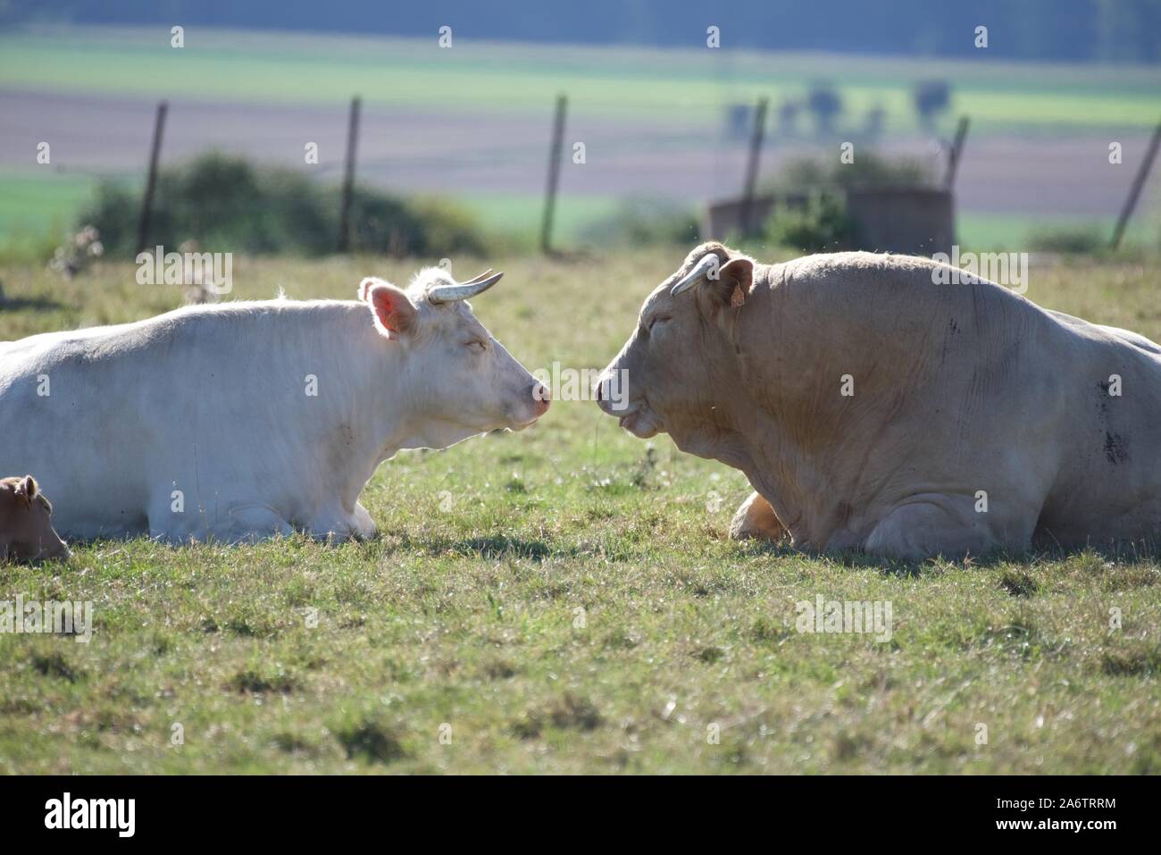 Bovine family unit hi-res stock photography and images - Alamy
