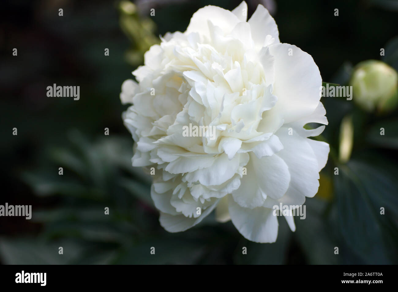 Paeonia Ann Cousins. Double white peony flower. Paeonia lactiflora ...