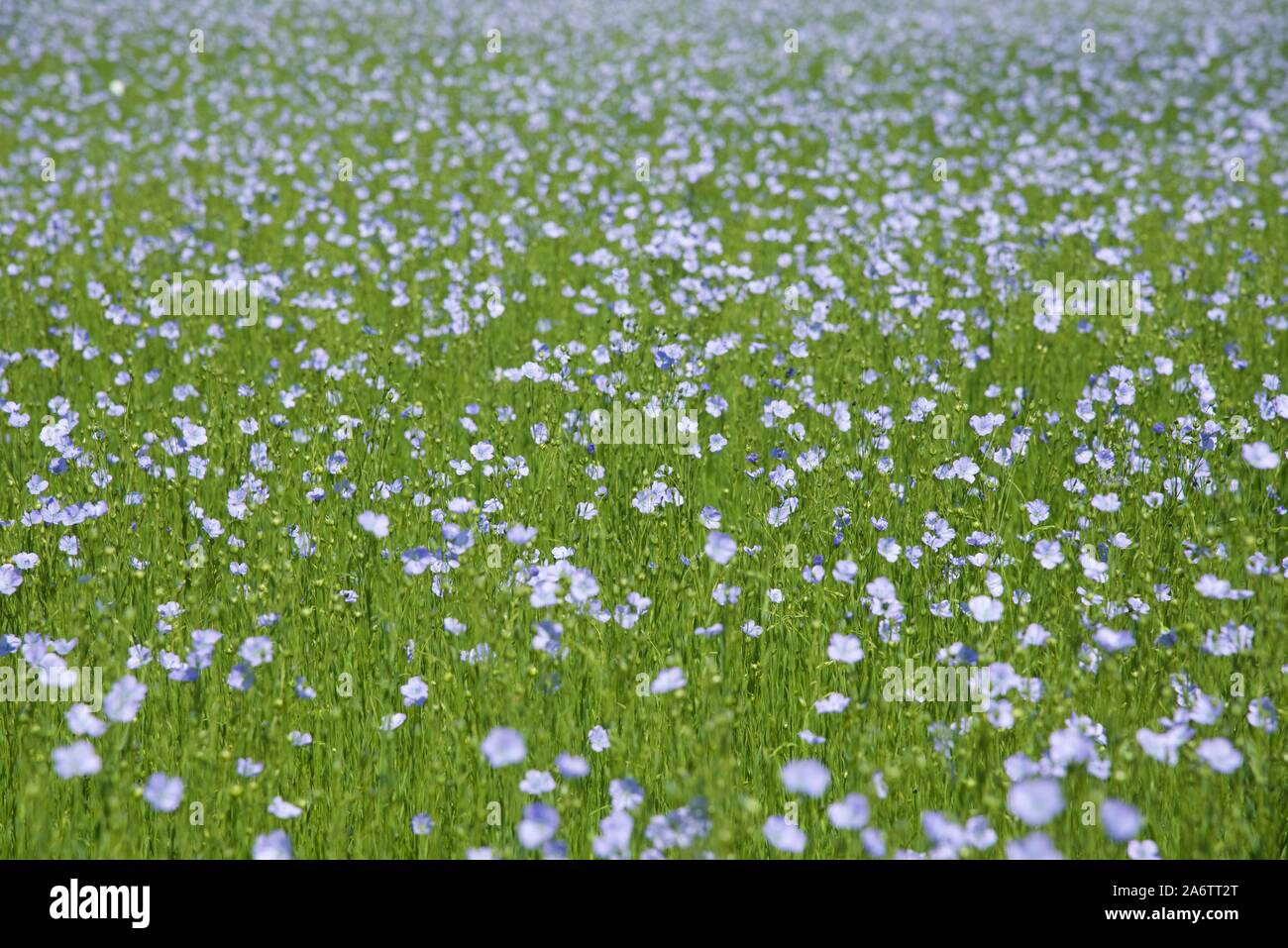 Flax (Linum usitatissimum): a flowering crop of Flax, or Linseed on a ...