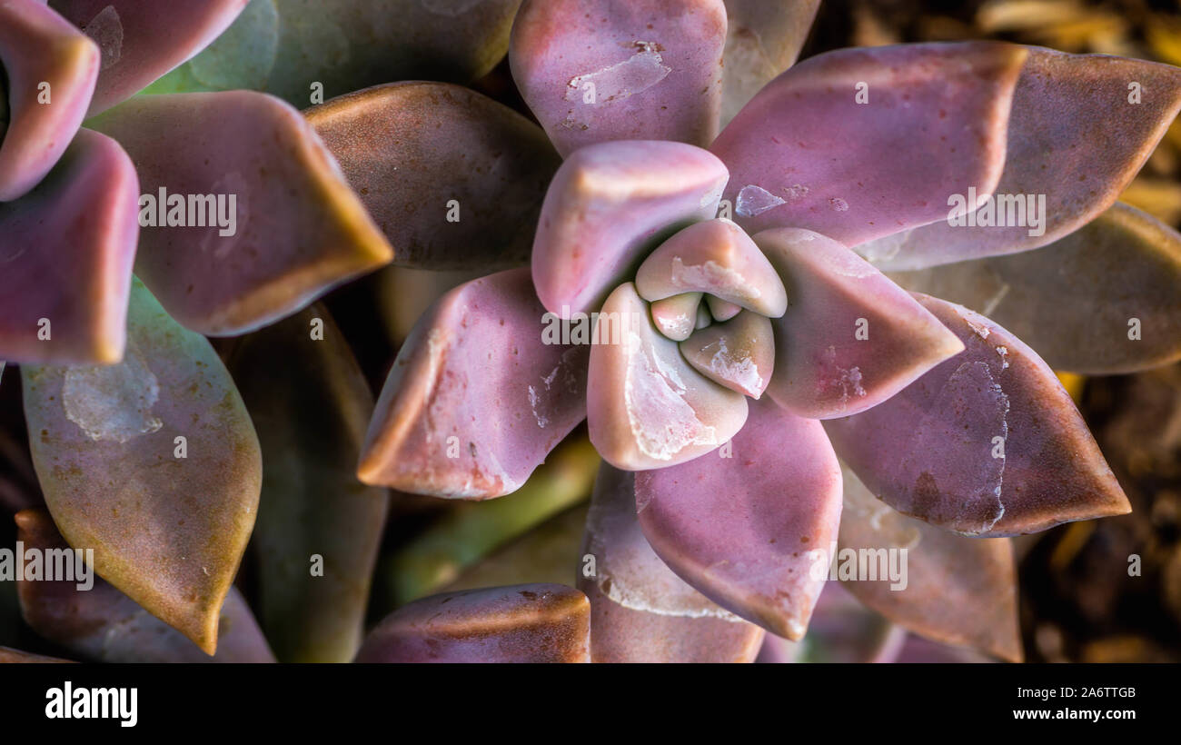 Succulent hybrids hi-res stock photography and images - Alamy
