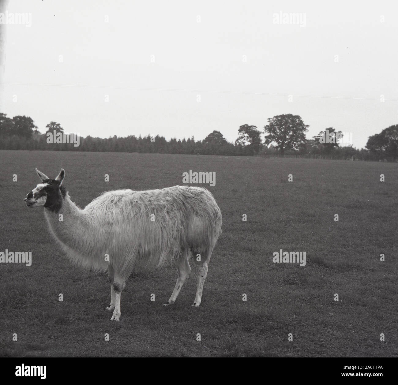 Llama open field hi-res stock photography and images - Alamy