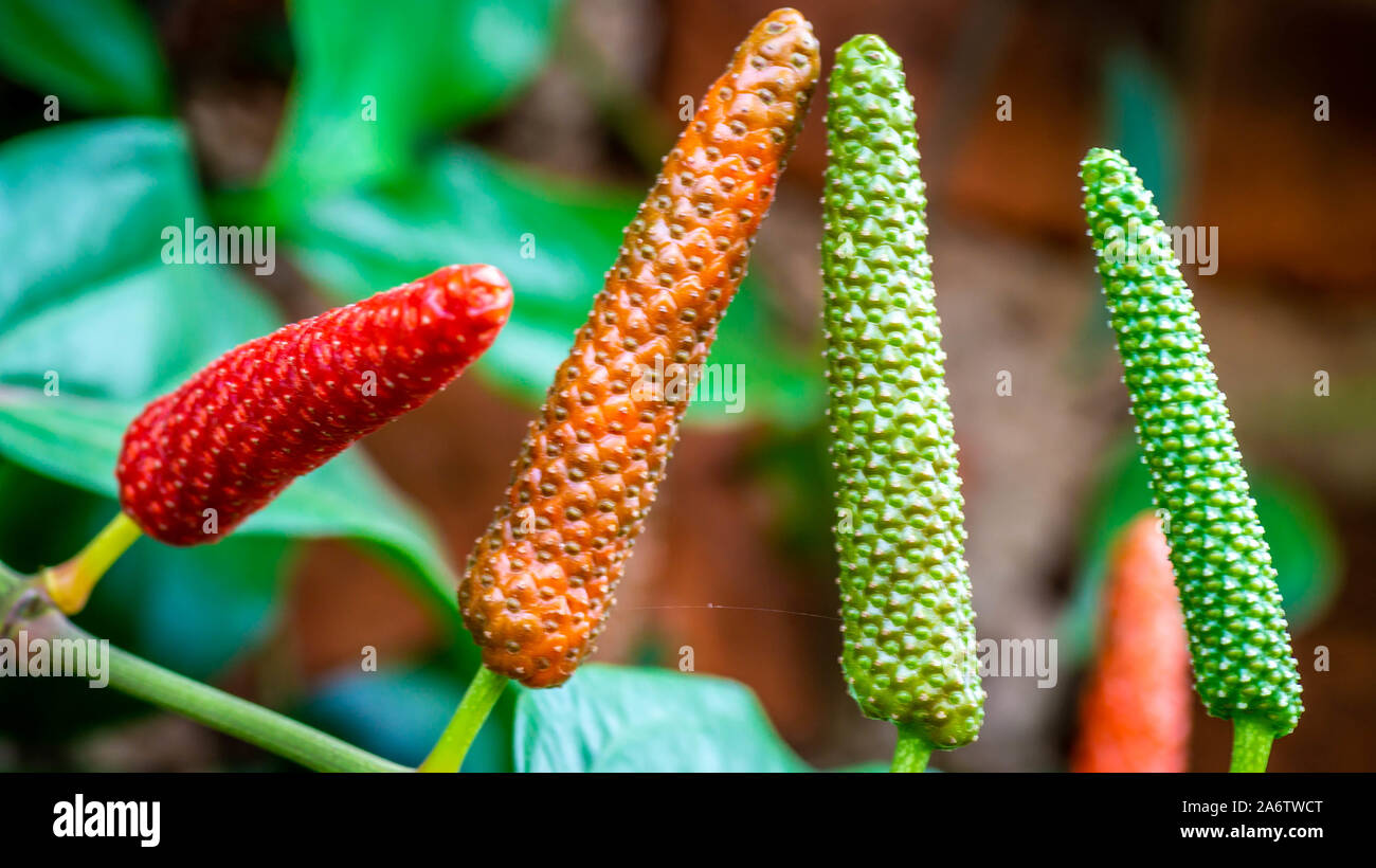 Piper retrofractum or Javanese chili fruit with vibrant color. This ...