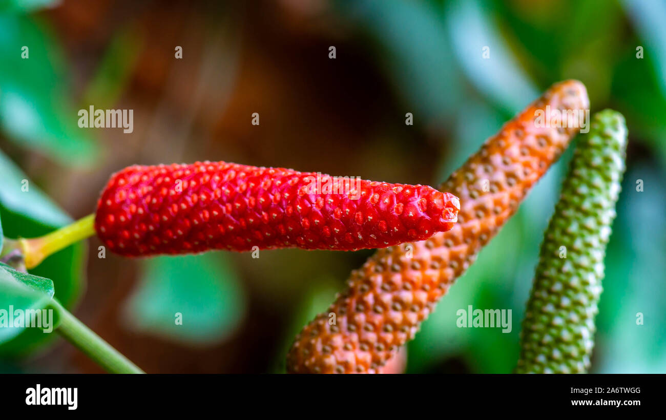 Piper retrofractum or Javanese chili fruit with vibrant color. This ...