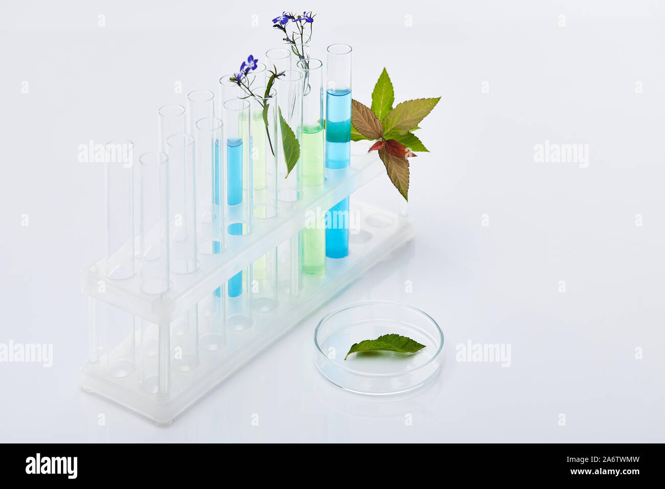 Sample plants in test tubes hi-res stock photography and images - Alamy