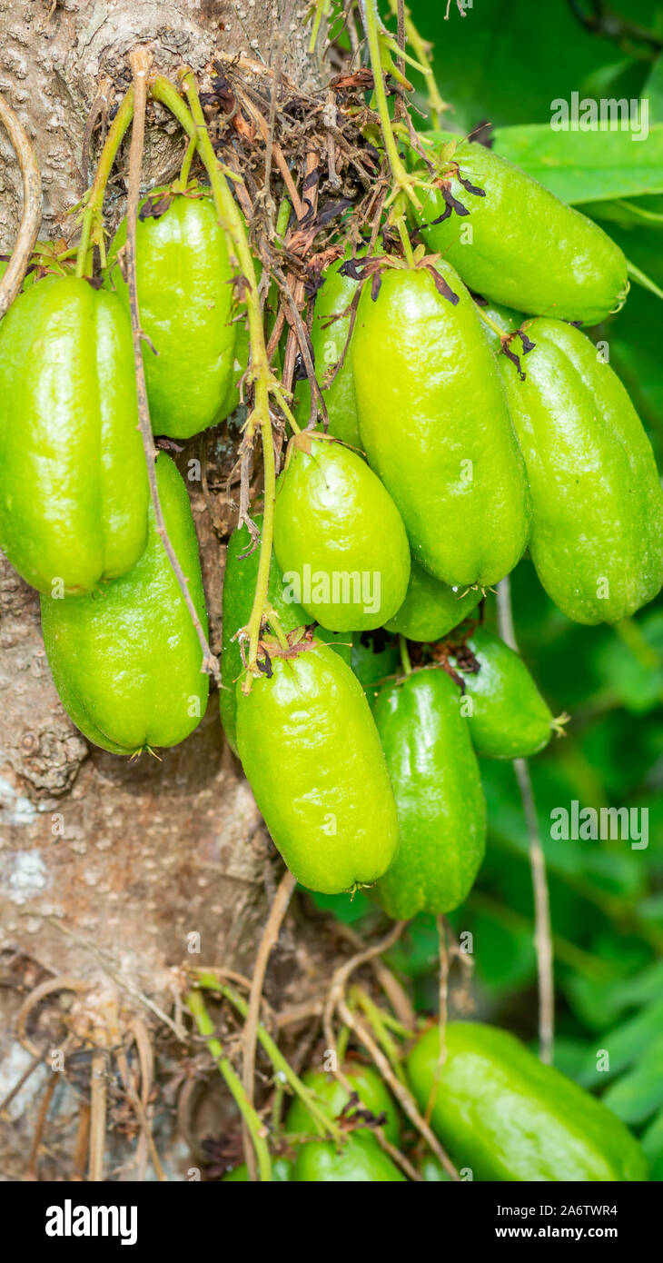 Bilimbi Stock Photos & Bilimbi Stock Images - Alamy