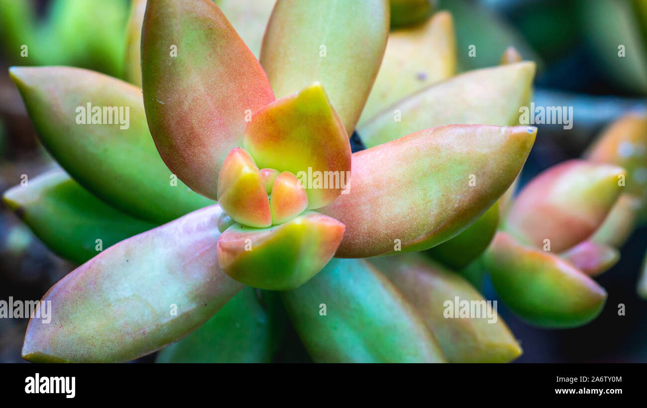 Succulent hybrids hi-res stock photography and images - Alamy
