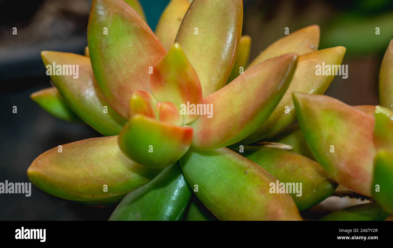 Succulent hybrids hi-res stock photography and images - Alamy