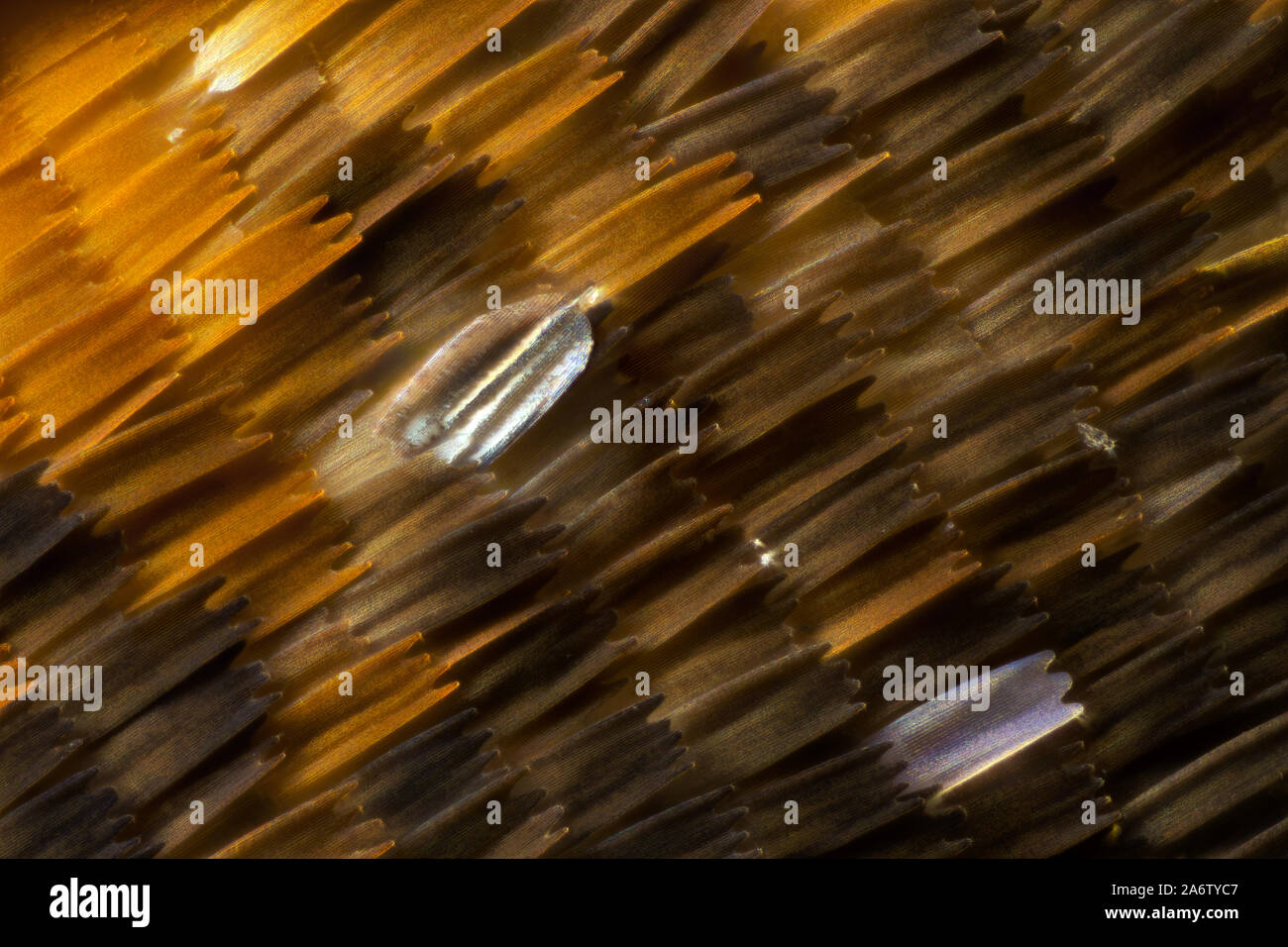 Butterfly wing microscope hi-res stock photography and images - Alamy